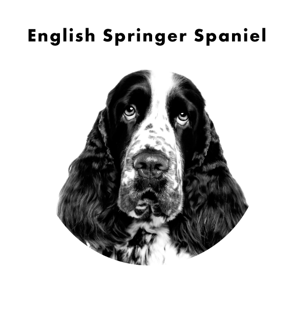 English Springer Spaniel – Bark and Bone