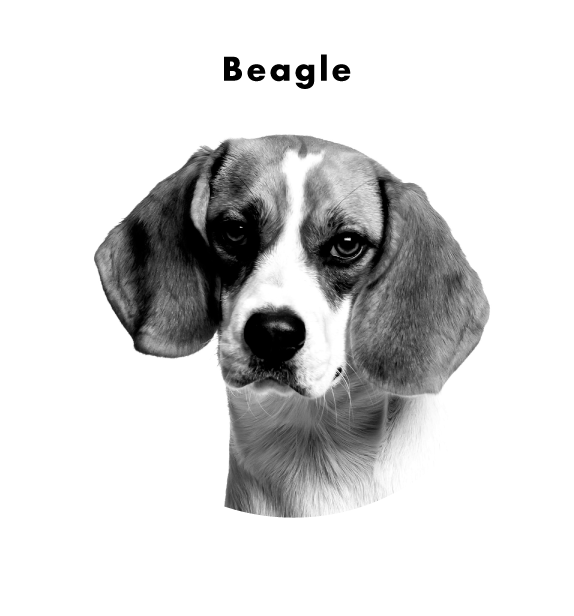 Beagle – Bark and Bone