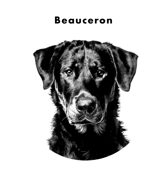 Beauceron – Bark and Bone