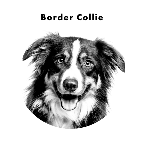 Border Collie – Bark and Bone