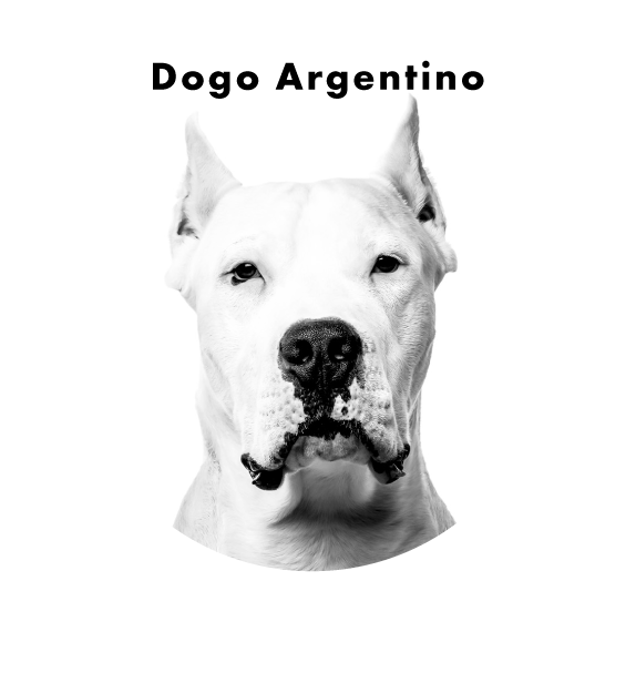 Dogo Argentino – Bark and Bone