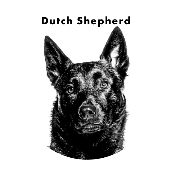 Dutch Shepherd – Bark and Bone