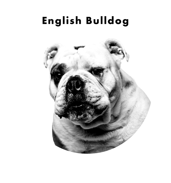 English Bulldog – Bark and Bone