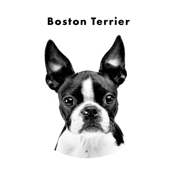 Boston Terrier Skeleton Art - Wall Art, Digital Wallpapers | Bark and Bone