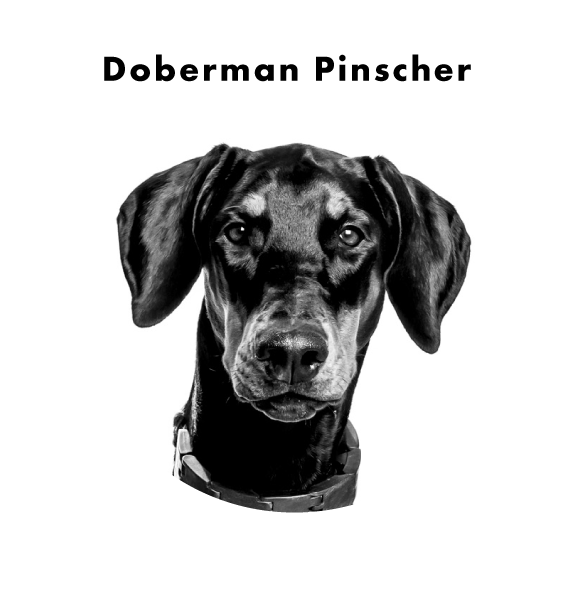 Doberman Skeleton Art - Wall Art, Digital Wallpapers | Bark and Bone