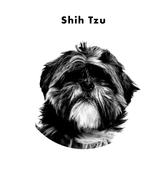 Shih Tzu Skeleton Art - Wall Art, Digital Wallpapers | Bark and Bone