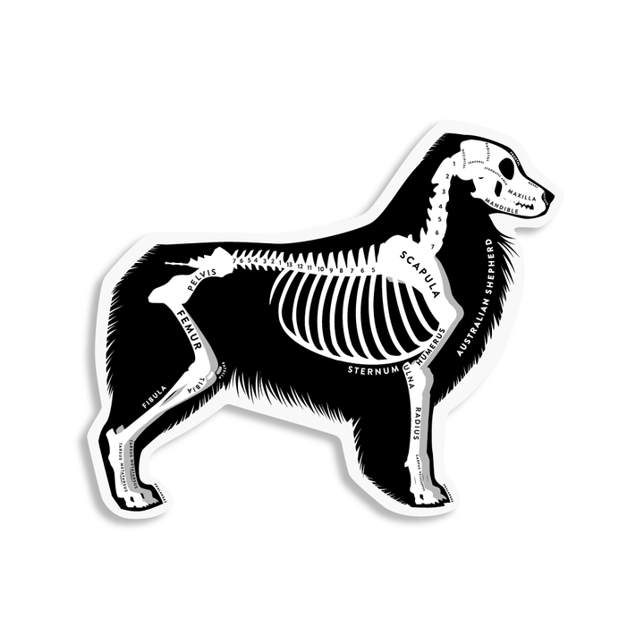 Australian Shepherd – Bark and Bone